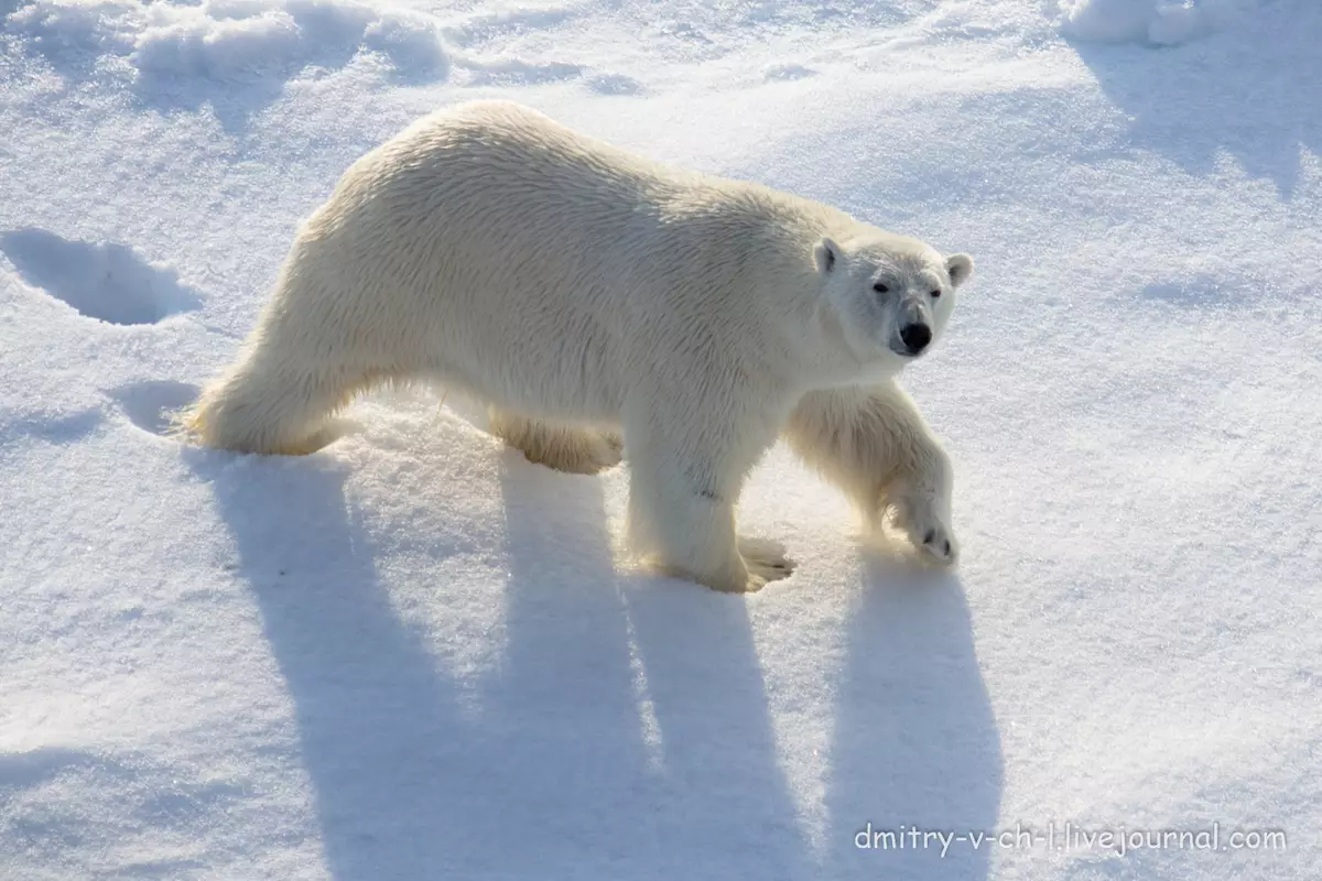 「インターナショナルホパールクマの日」はどうでしたか？写真家Dmitry Lobusov. 2360_3