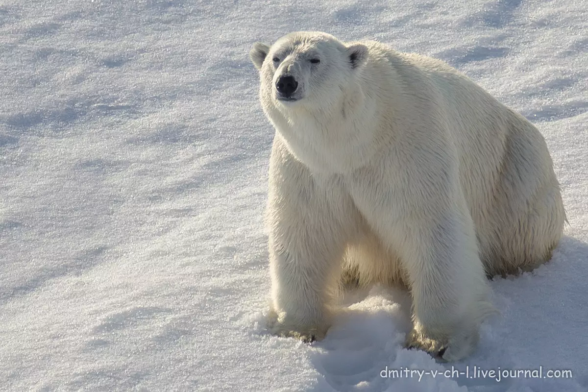 「インターナショナルホパールクマの日」はどうでしたか？写真家Dmitry Lobusov. 2360_5