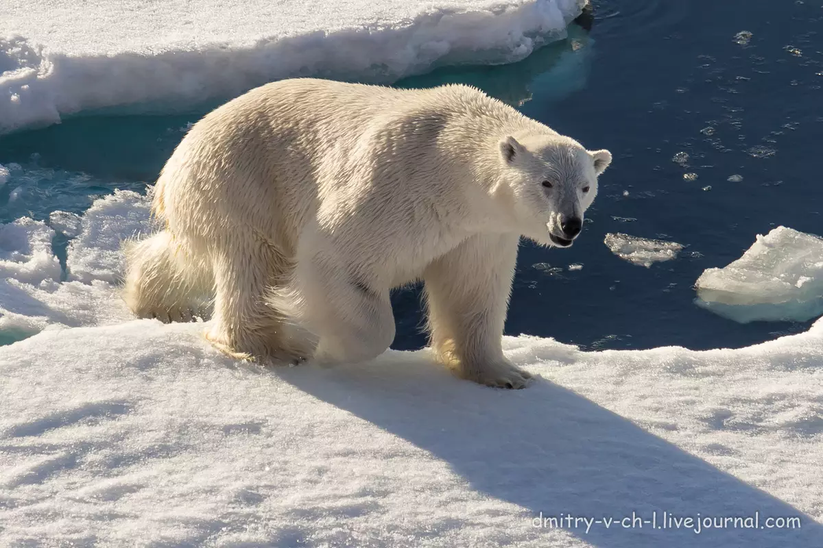 「インターナショナルホパールクマの日」はどうでしたか？写真家Dmitry Lobusov. 2360_6