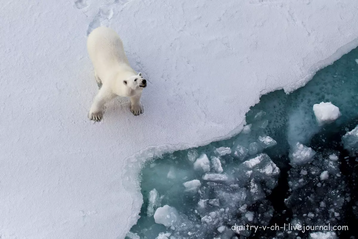 「インターナショナルホパールクマの日」はどうでしたか？写真家Dmitry Lobusov. 2360_7