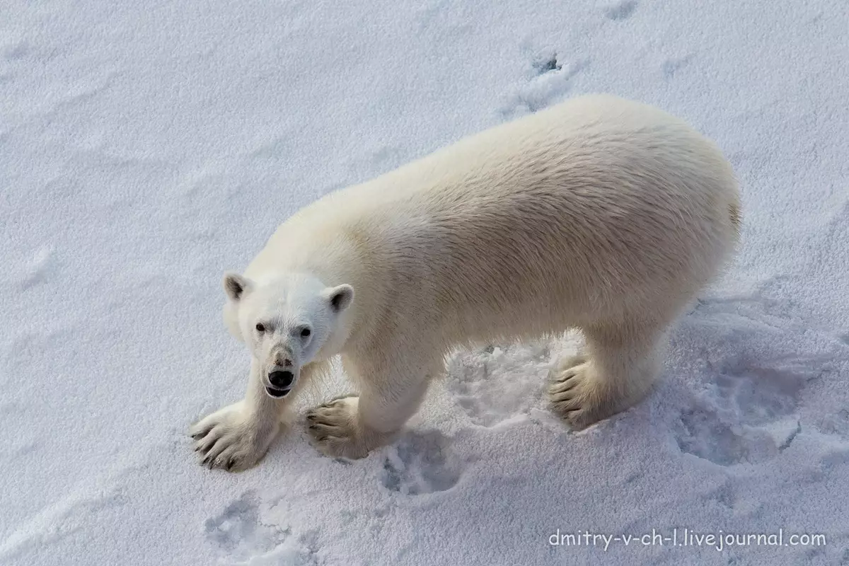 「インターナショナルホパールクマの日」はどうでしたか？写真家Dmitry Lobusov. 2360_8