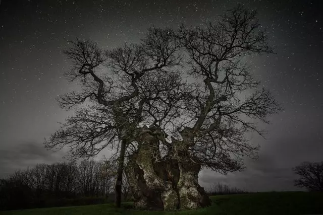 Souhvězdí draka. Autor Beth Mun.