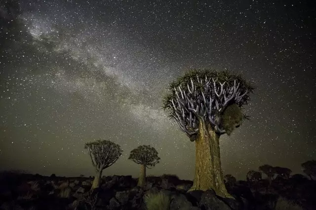 Žievės ir riedėjimo medžių žvaigždyne Namibijoje. Autorius Beth sav.