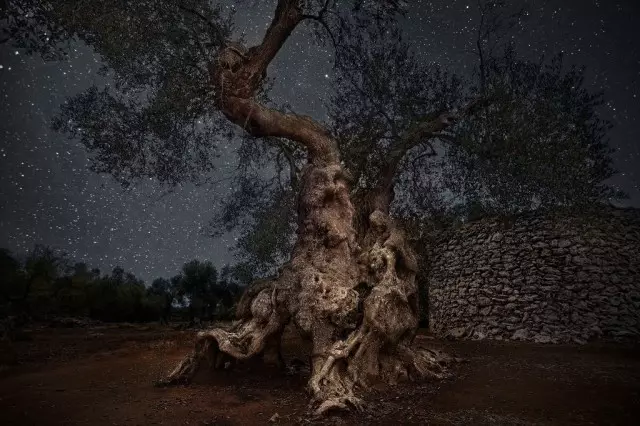 Oliva în Italia. Autor Beth Mun.