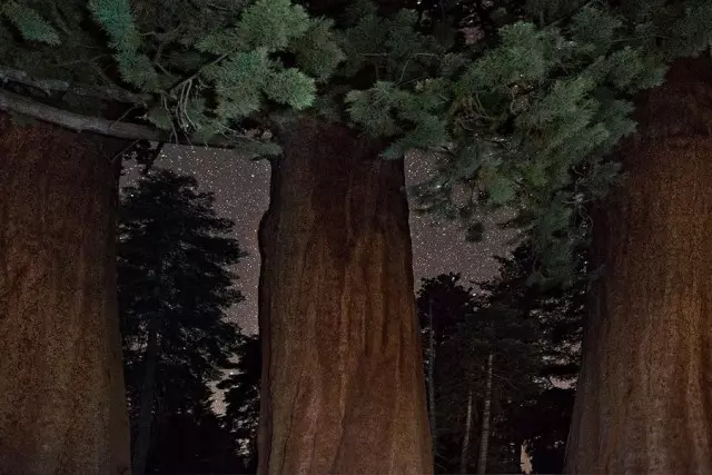 Anca Star, Sequoia. Autor Beth Mun.