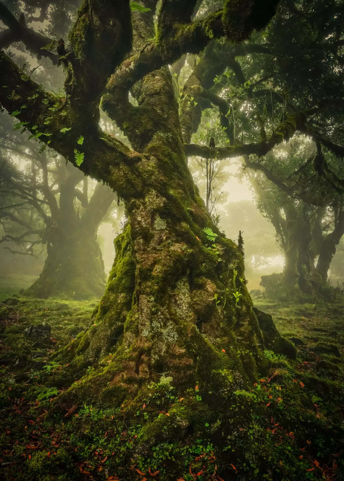 Najbolje pejzažne fotografije Međunarodnog pejzažnog fotografa iz 2019. godine 2494_7