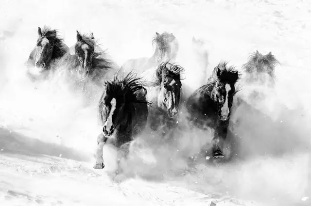 Zebra-Auszeechnes 2019 - Gewënner vun der Konkurrenz vun der hell schwaarz-wäisse Fotoen 2500_2