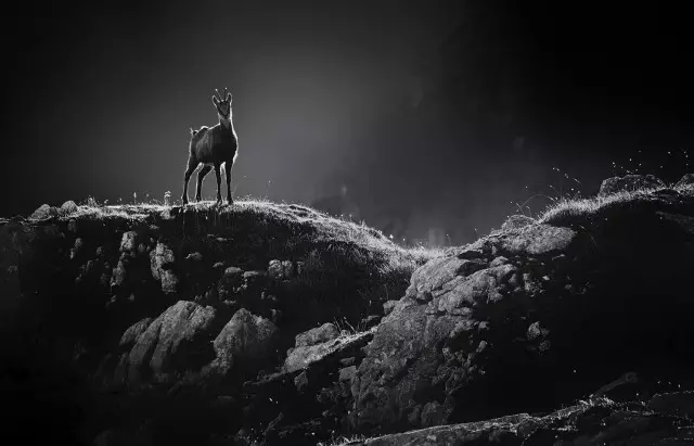 Zebra-Auszeechnes 2019 - Gewënner vun der Konkurrenz vun der hell schwaarz-wäisse Fotoen 2500_22