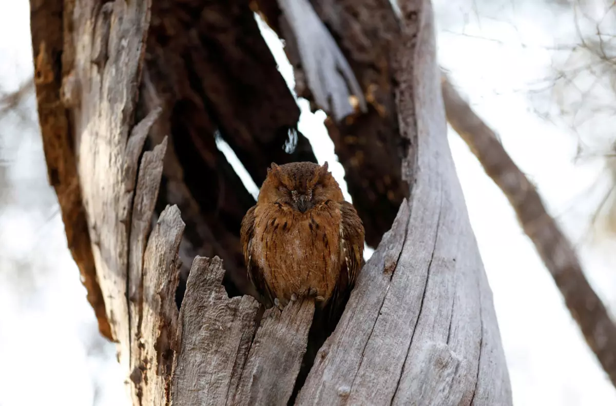 Fly Beshum, Claws of the Island! Super Owls i linser;) 2507_13