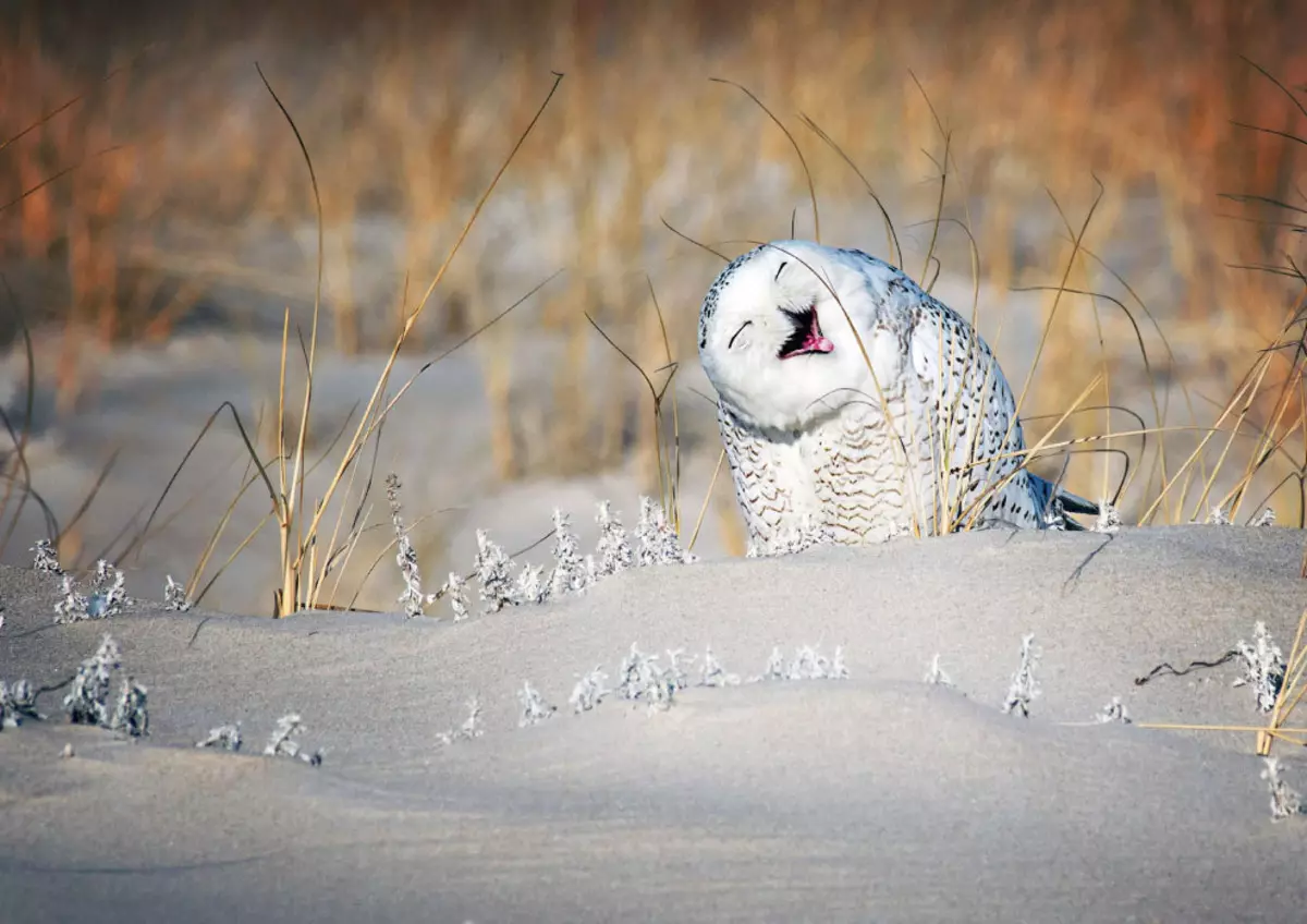 Fly Beshum, Claws of the Island! Super Owls i linser;) 2507_14