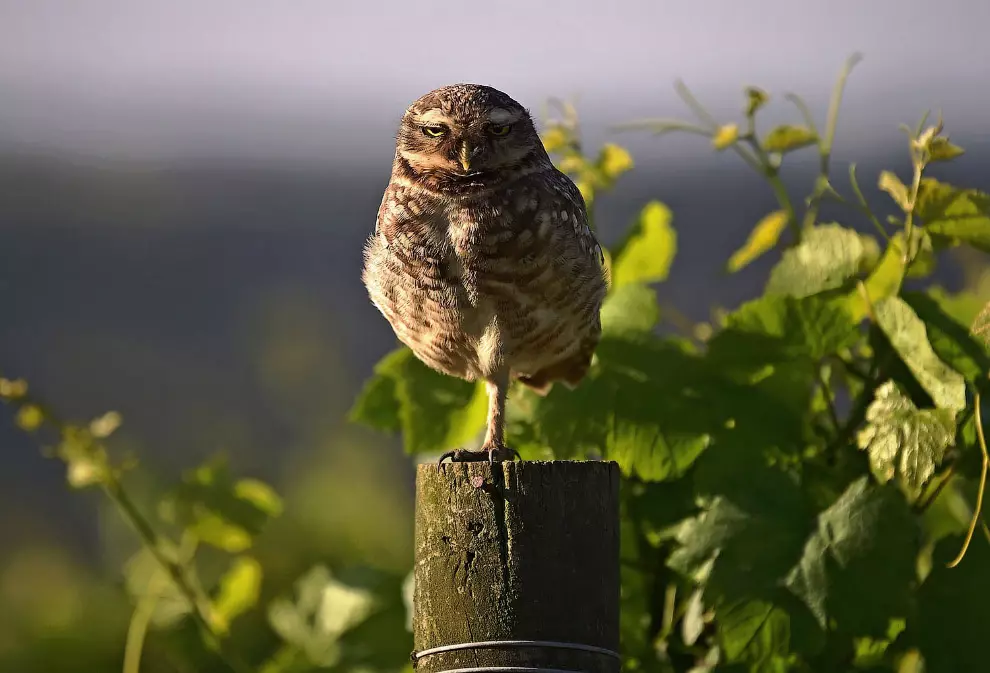 Fluch Beshum, Klauen vun der Insel! Super Owls a Lënsen;) 2507_17