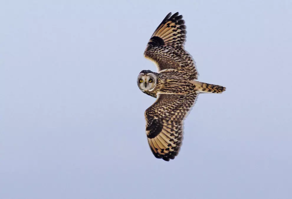 Flight Beshum, Krallen der Insel! Super Eulen in Linsen;) 2507_18