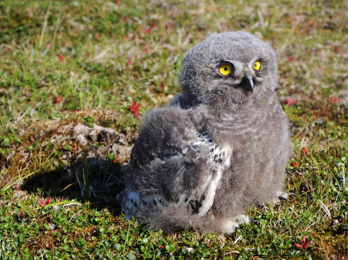 Fly Beshum, Claws of the Island! Super Owls i linser;) 2507_19