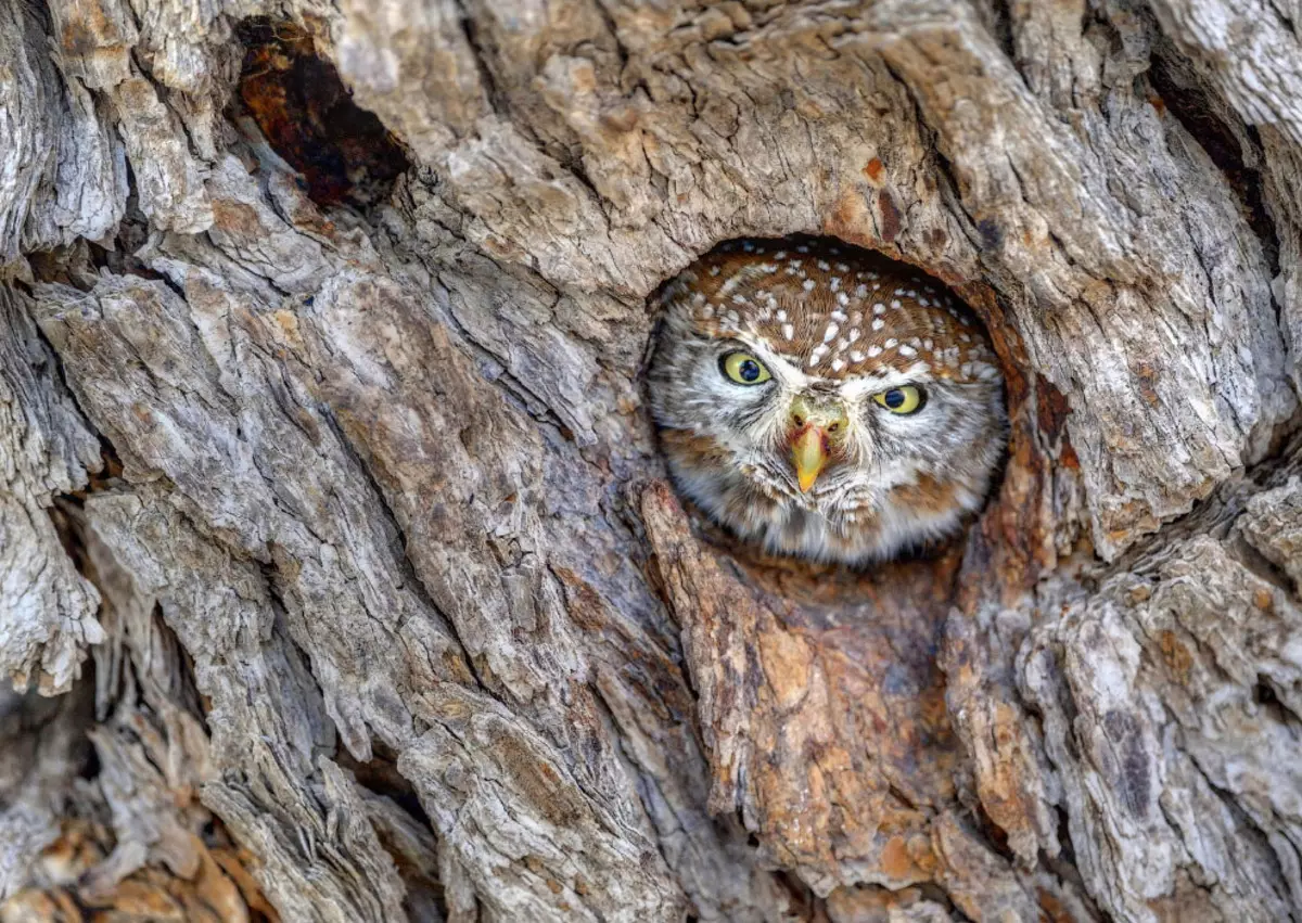 Fly Beshum, Claws of the Island! Super Owls i linser;) 2507_20