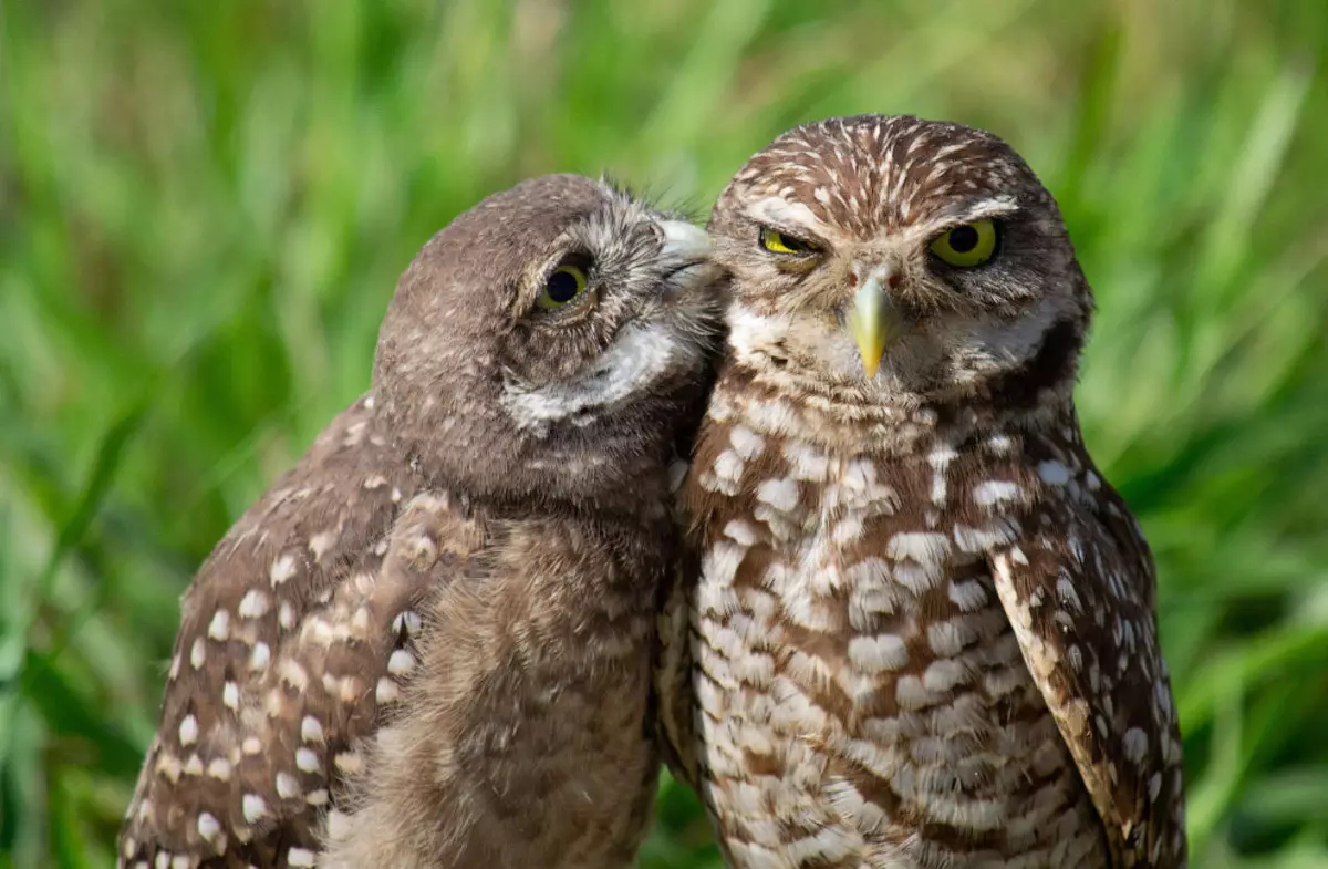 Fly Beshum, Claws of the Island! Super Owls i linser;) 2507_21