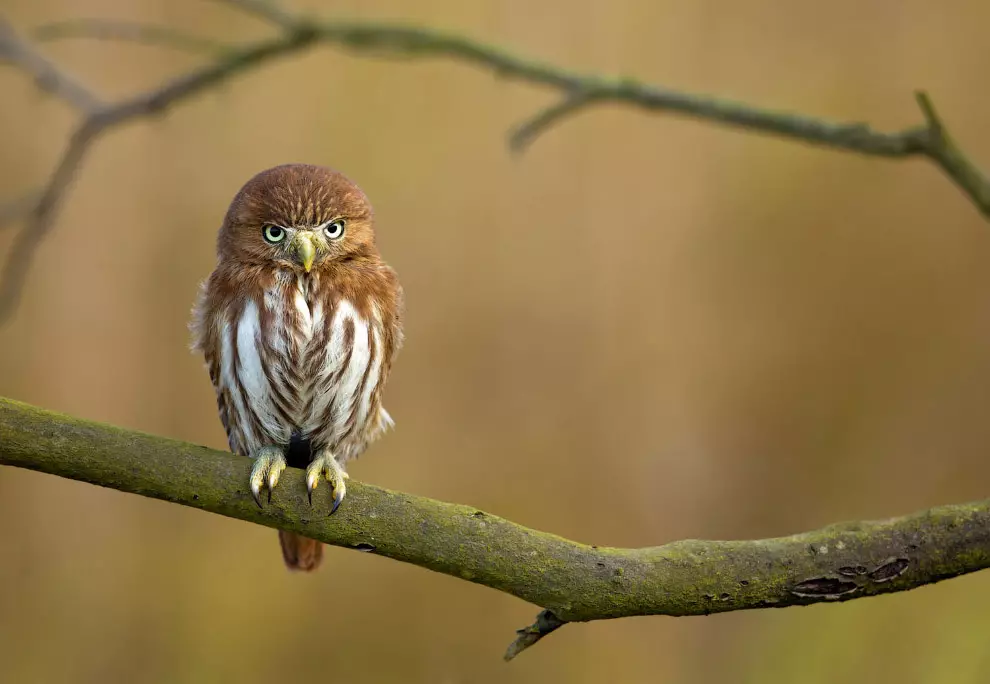 Fluch Beshum, Klauen vun der Insel! Super Owls a Lënsen;) 2507_22