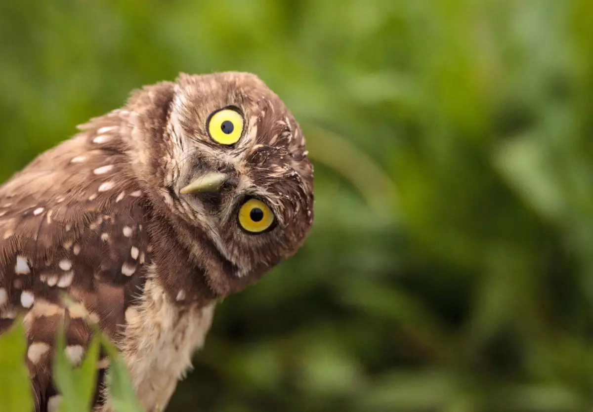 Fly Beshum, Claws of the Island! Super Owls i linser;) 2507_27