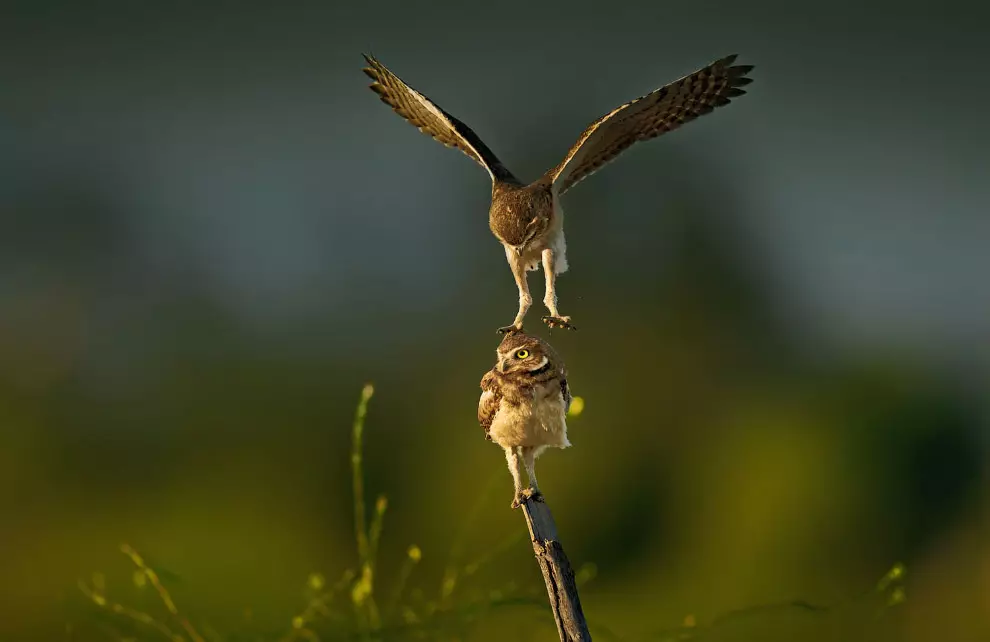 Flight Beshum, Krallen der Insel! Super Eulen in Linsen;) 2507_9