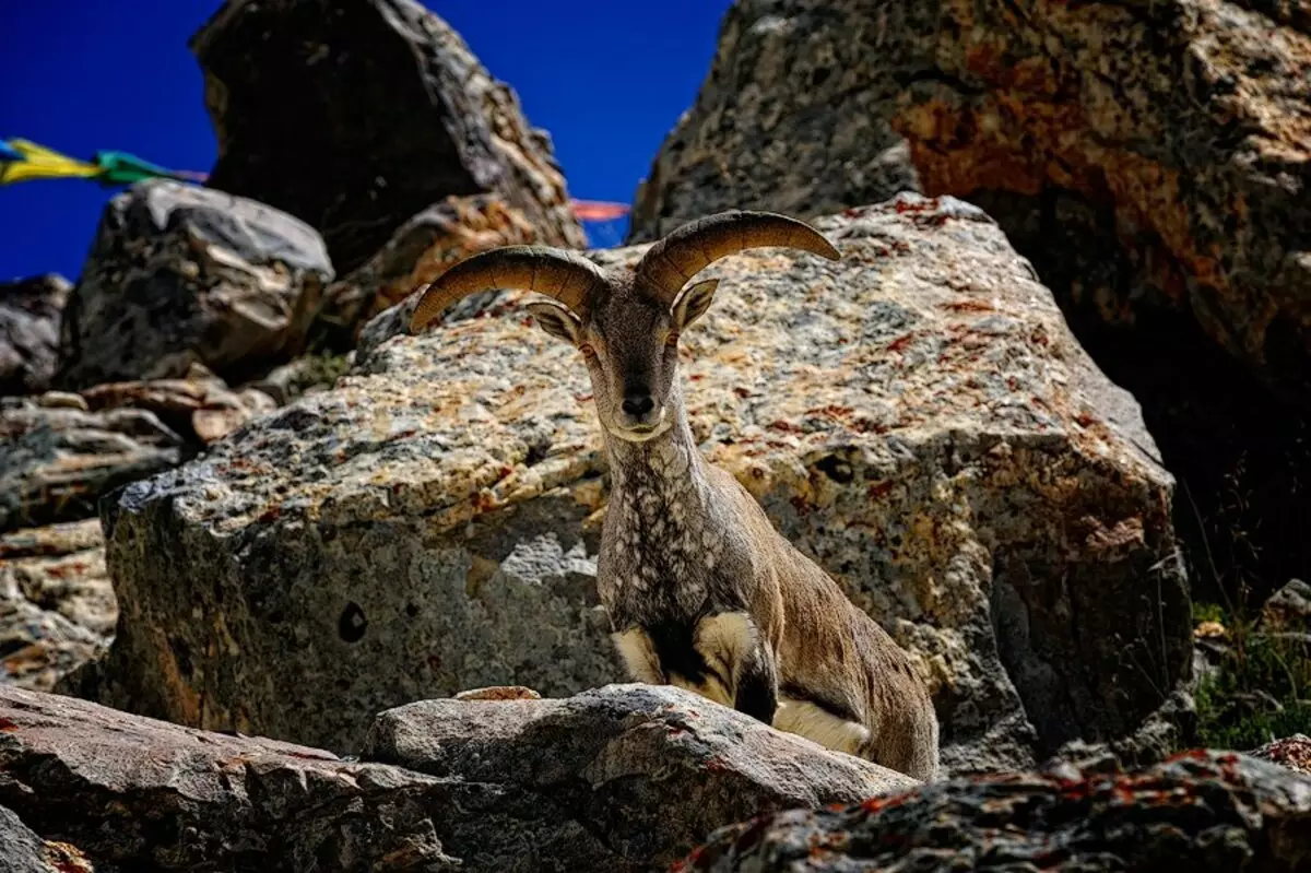 Na-ese foto na Tibet Vadim Krik 2621_37