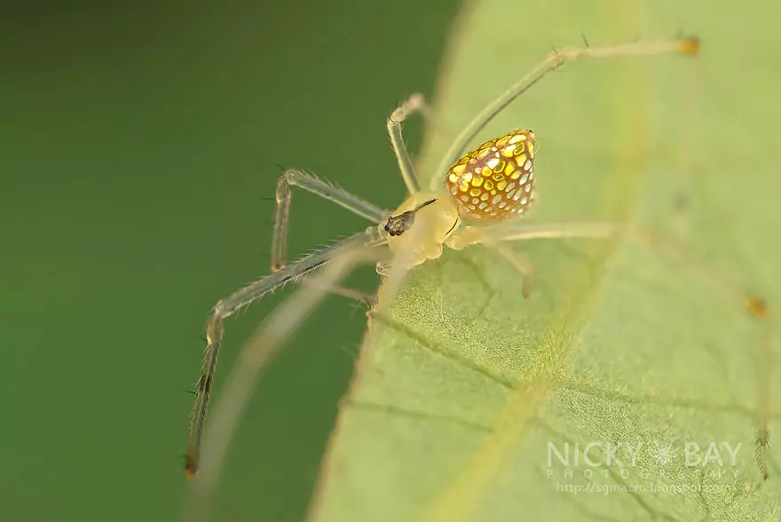 Eyi kii ṣe ere ti gilasi ti a so mọ - eyi jẹ Spider igbesi aye gidi! 2632_2