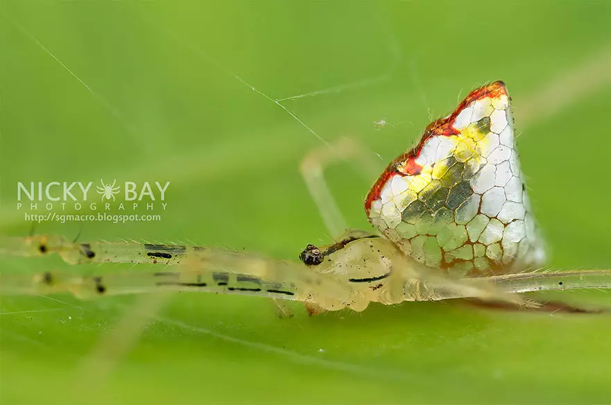 ນີ້ບໍ່ແມ່ນຮູບປັ້ນຂອງແກ້ວ starined - ນີ້ແມ່ນແມງມຸມຊີວິດທີ່ແທ້ຈິງ! 2632_5