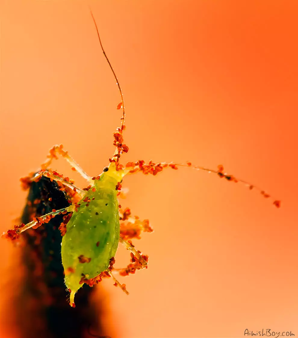 Mga bug-at nga mga bug sa Bag-ong Tuig sa Lens Nadav Bagim (Nadav Bagim) 2657_10