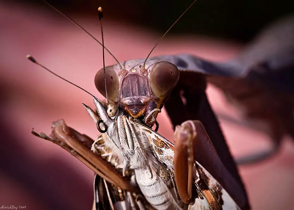 Mga bug-at nga mga bug sa Bag-ong Tuig sa Lens Nadav Bagim (Nadav Bagim) 2657_11