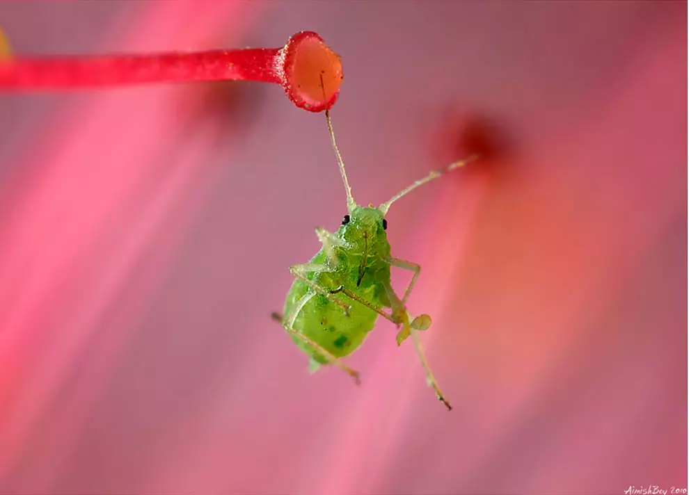 Glamorous New Year's bugs in de lens NADAV BAGIM (NADAV BAGIM) 2657_12