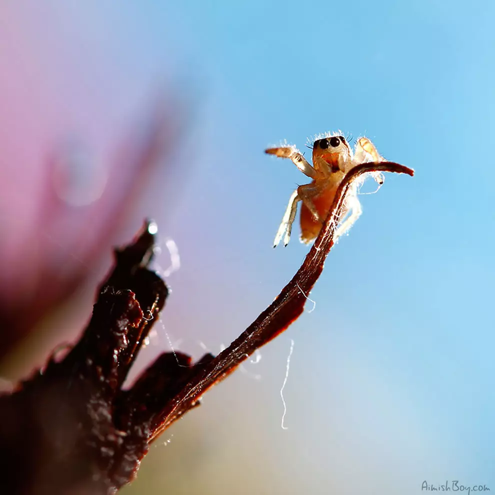 Glamorous New Year's bugs in de lens NADAV BAGIM (NADAV BAGIM) 2657_13