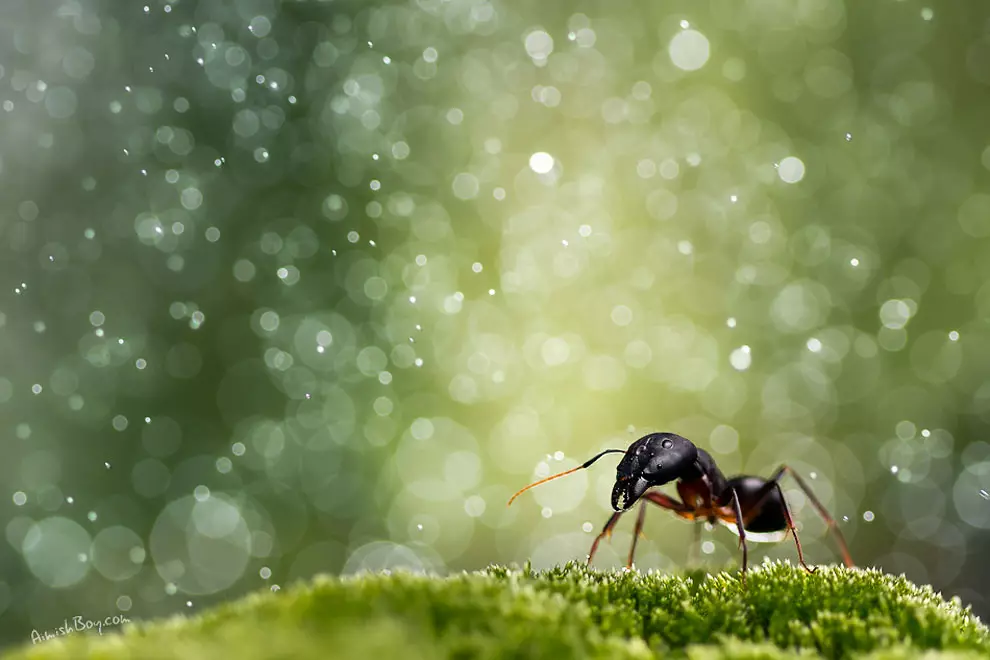 Glamorous New Year's bugs in de lens NADAV BAGIM (NADAV BAGIM) 2657_17