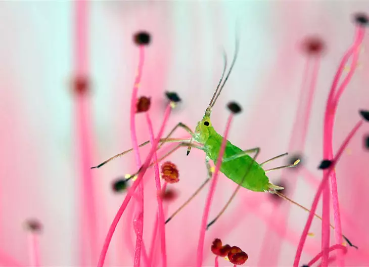 Glash yeGore Nyowani Bugs muLens Nadav Bagim (NADAV BHUKU) 2657_3