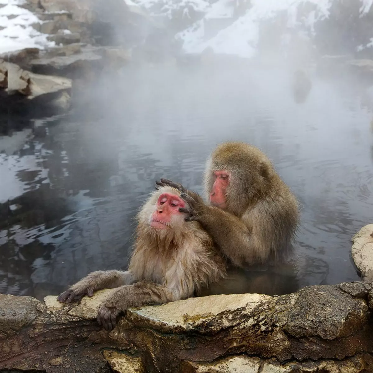 Monkey Park í Hello Valley: Myndir af Edward War 2669_10