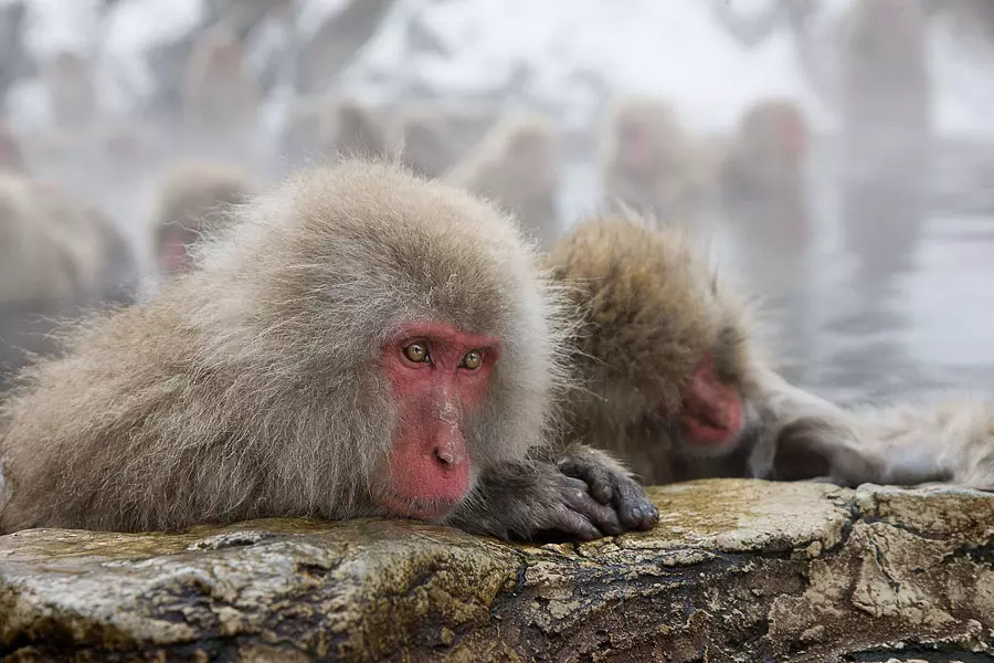 Monkey Park In The Hello Valley: Wêneyên Edward Warerê 2669_12