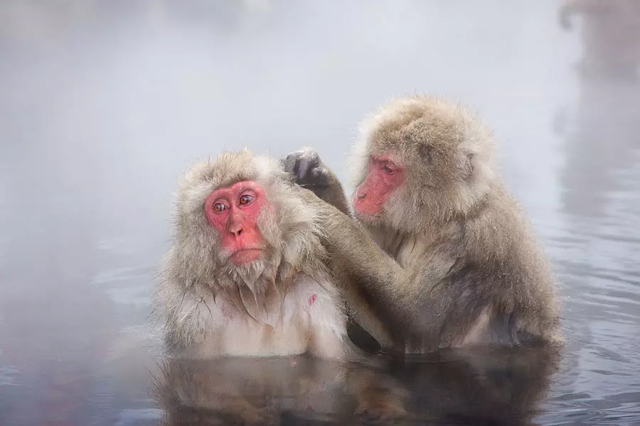 Monkey Park In The Hello Valley: Wêneyên Edward Warerê 2669_15