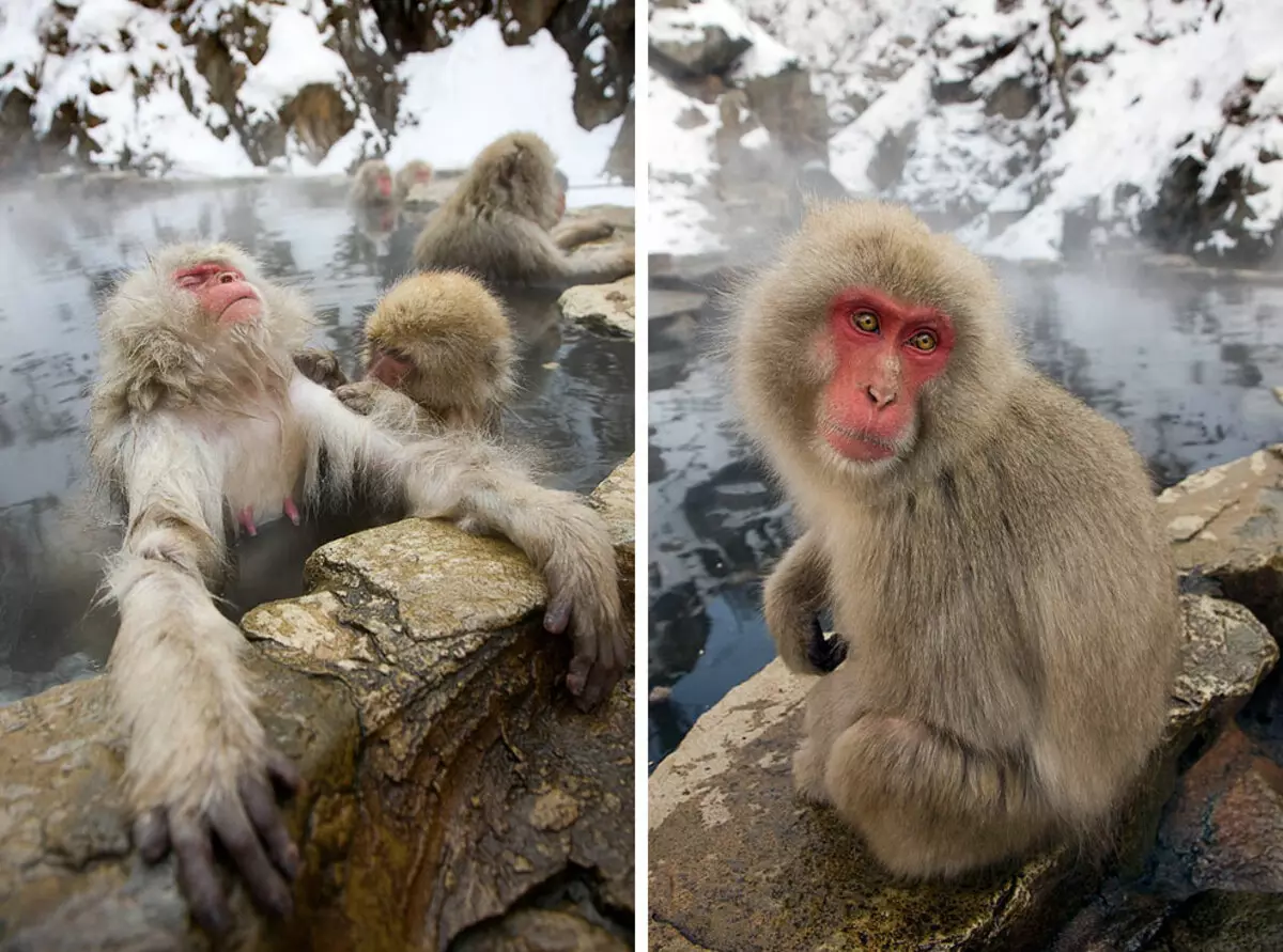 Monkey Park In The Hello Valley: Wêneyên Edward Warerê 2669_3