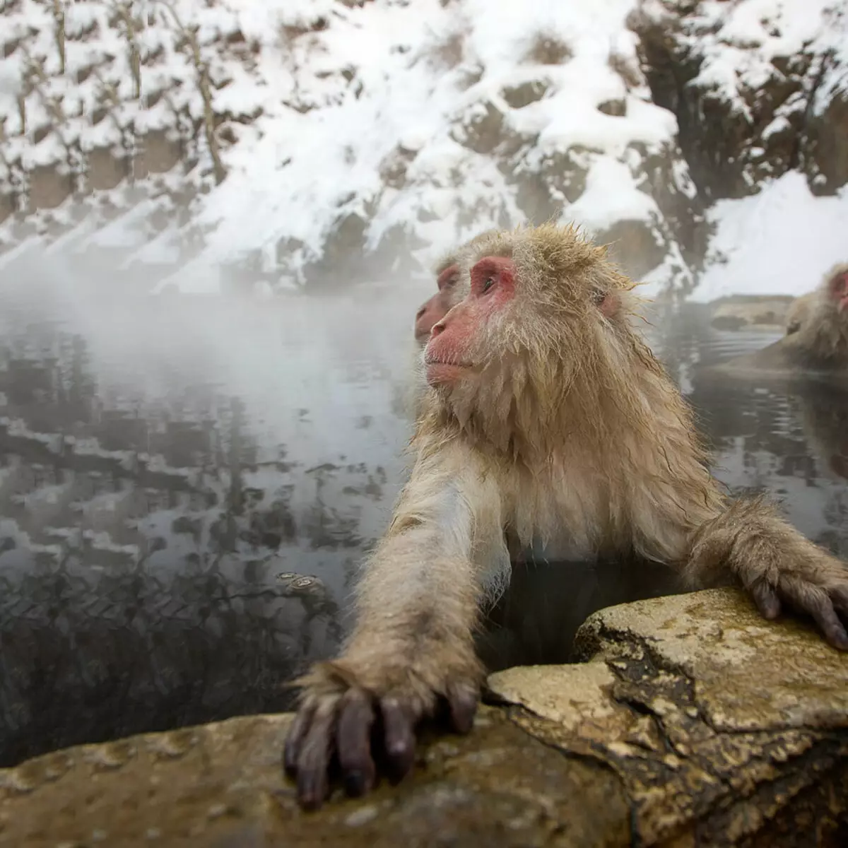 Monkey Park dans la Vallée de Hello: Photos de Edward War 2669_5