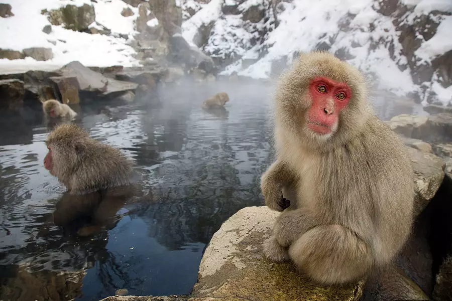 Monkey Park In The Hello Valley: Wêneyên Edward Warerê 2669_6