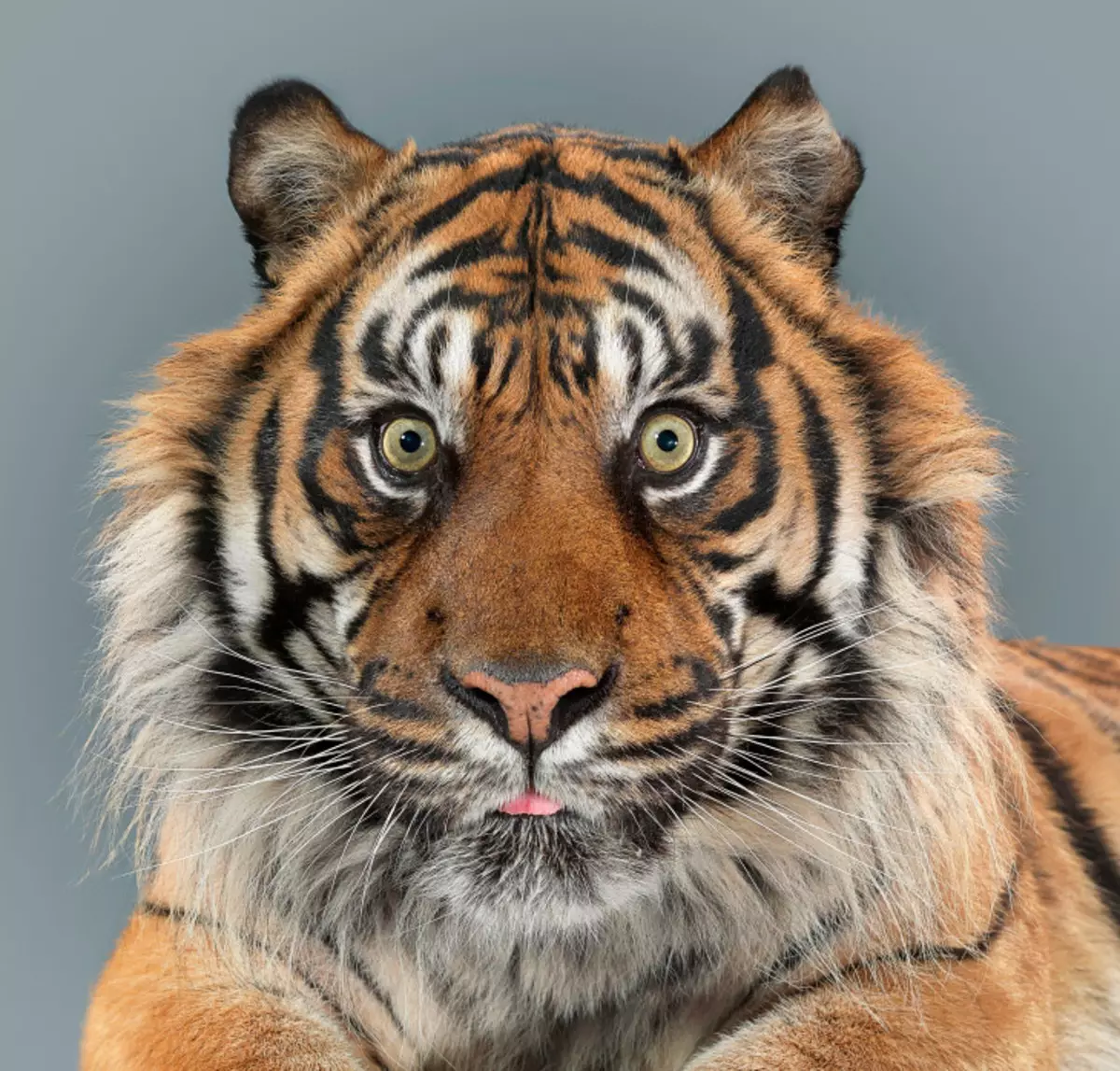 Stunning Photo Portraits of Big Cats Feshne-Info Pen (Perou) 2785_1