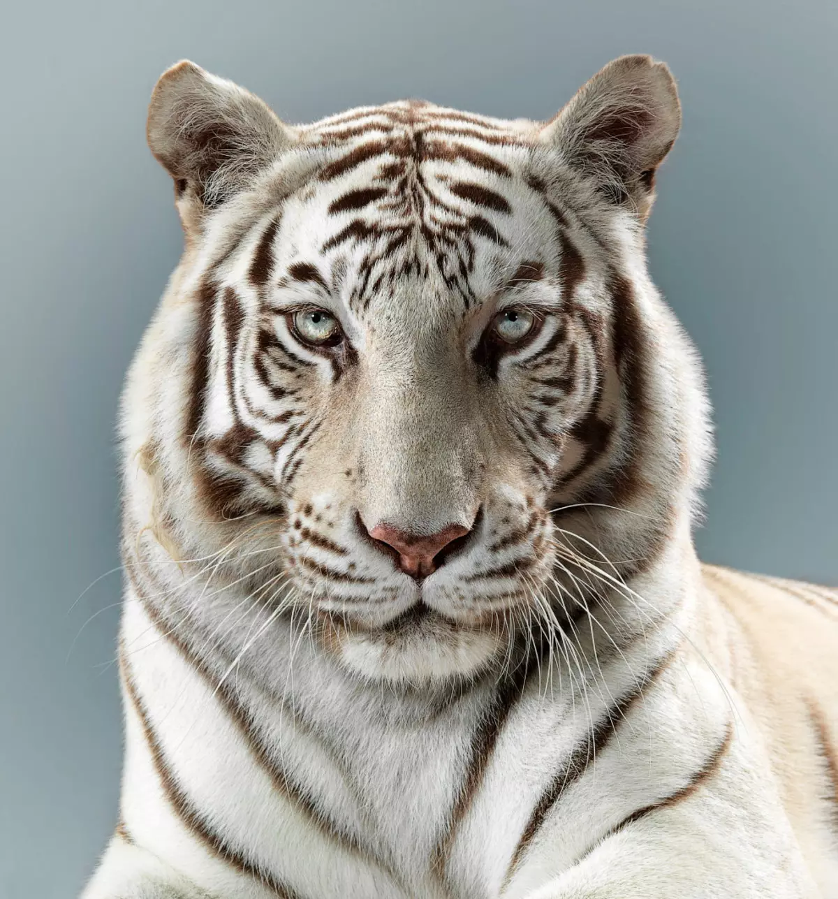 Stunning Photo Portraits of Big Cats Feshne-Info Pen (Perou) 2785_6