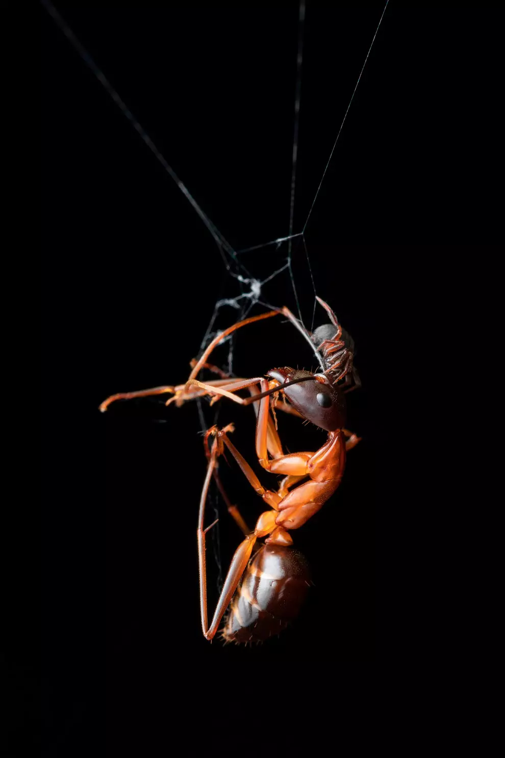 Пераможцы British Ecological Society Photo Competition 2019 2852_10