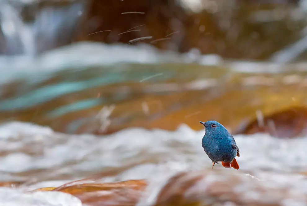 Ganadores British Ecological Society Photo Competition 2019 2852_4