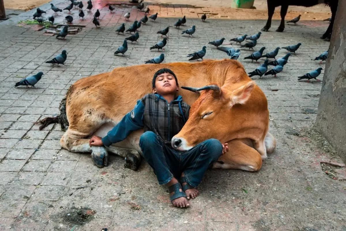 Rapporti speciali di persone e animali: fotografo steve mccurry (Steve McCurry) 2887_20