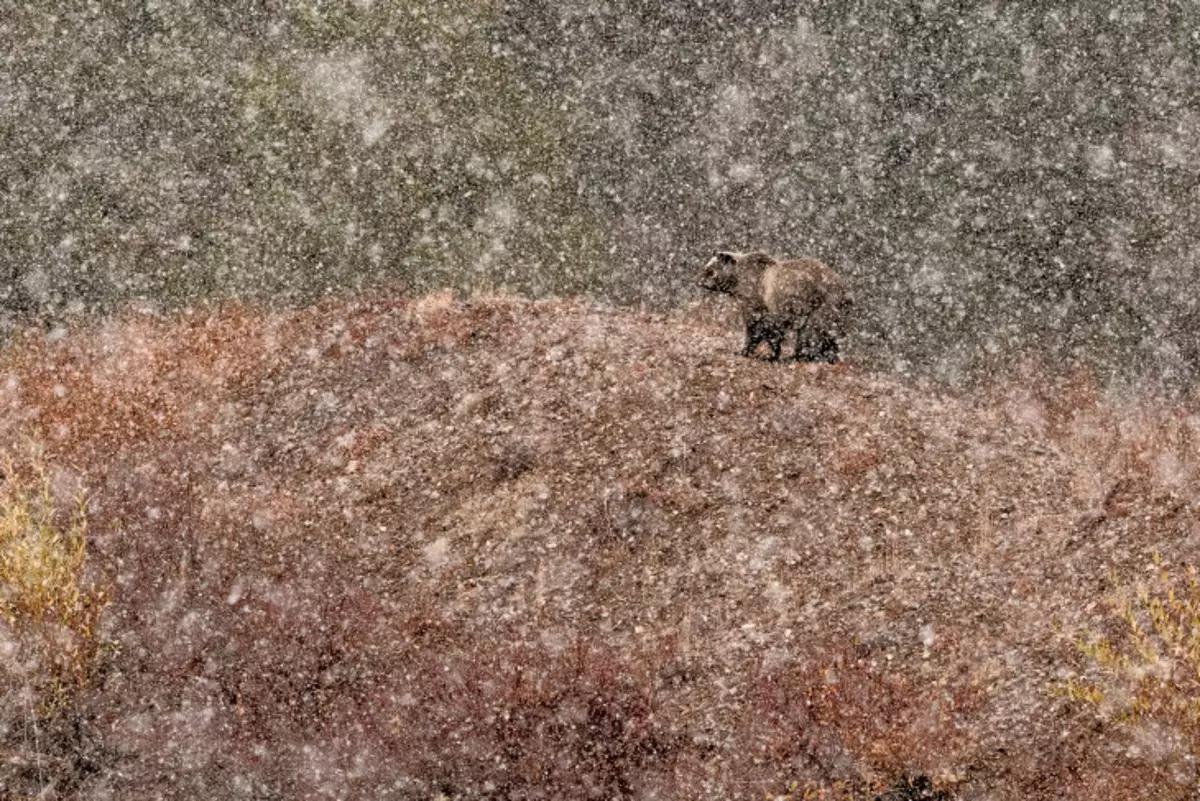 Ganadores del fotógrafo de la naturaleza de la competencia del año 2019 2922_1