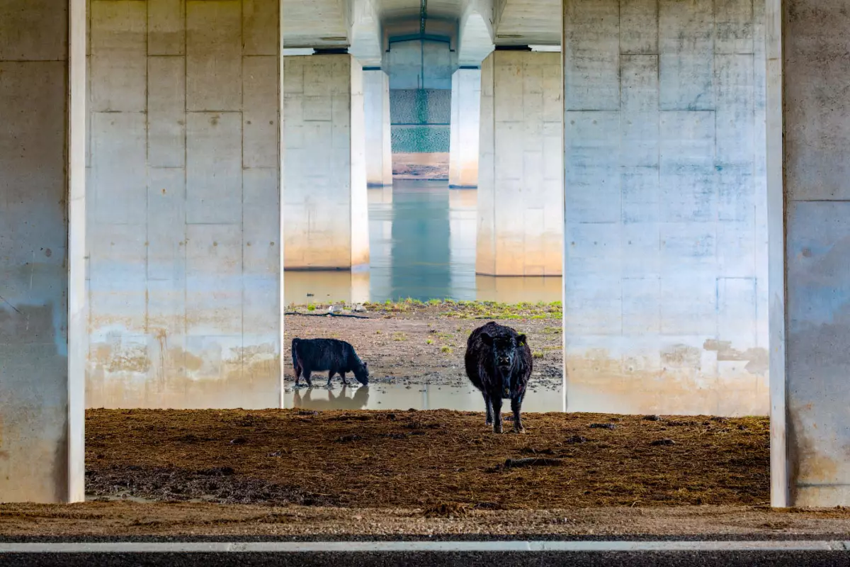 Gagnants du photographe de la nature de la compétition de l'année 2019 2922_10