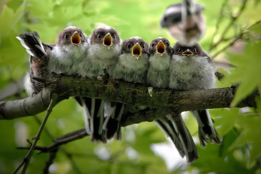 Vencedores do fotógrafo da Natureza da Competição do ano de 2019 2922_11