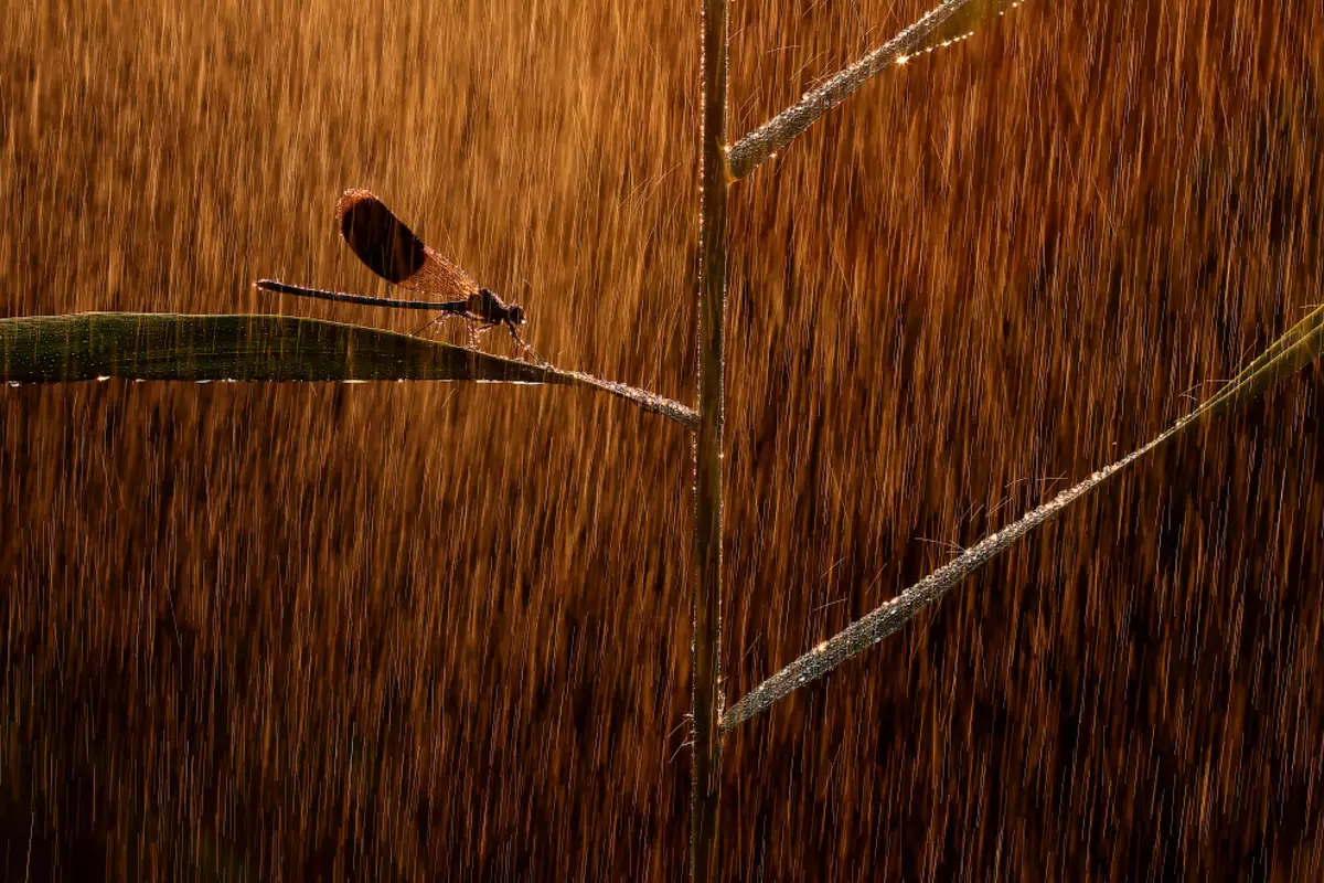 Gagnants du photographe de la nature de la compétition de l'année 2019 2922_2