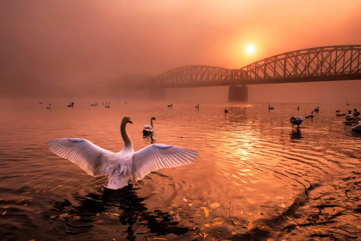 Ganadores del fotógrafo de la naturaleza de la competencia del año 2019 2922_3