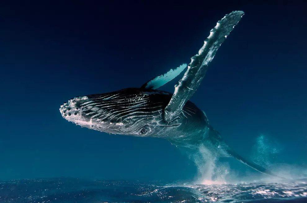 Ganadores del fotógrafo de la naturaleza de la competencia del año 2019 2922_6