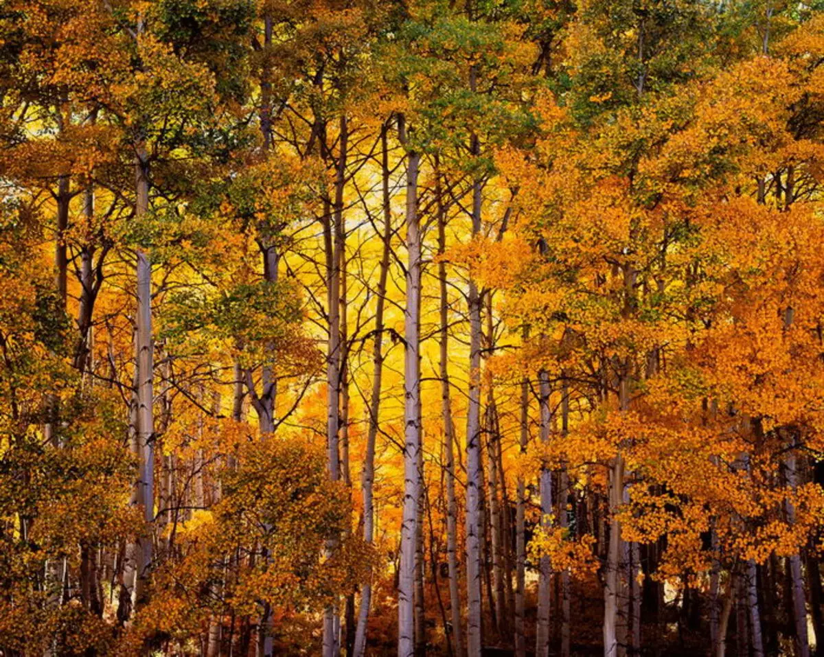 Bosques, llanuras, montañas y lagos ... Fotos de otoño de América Christopher Burkett (Christopher Burkett) 2929_1