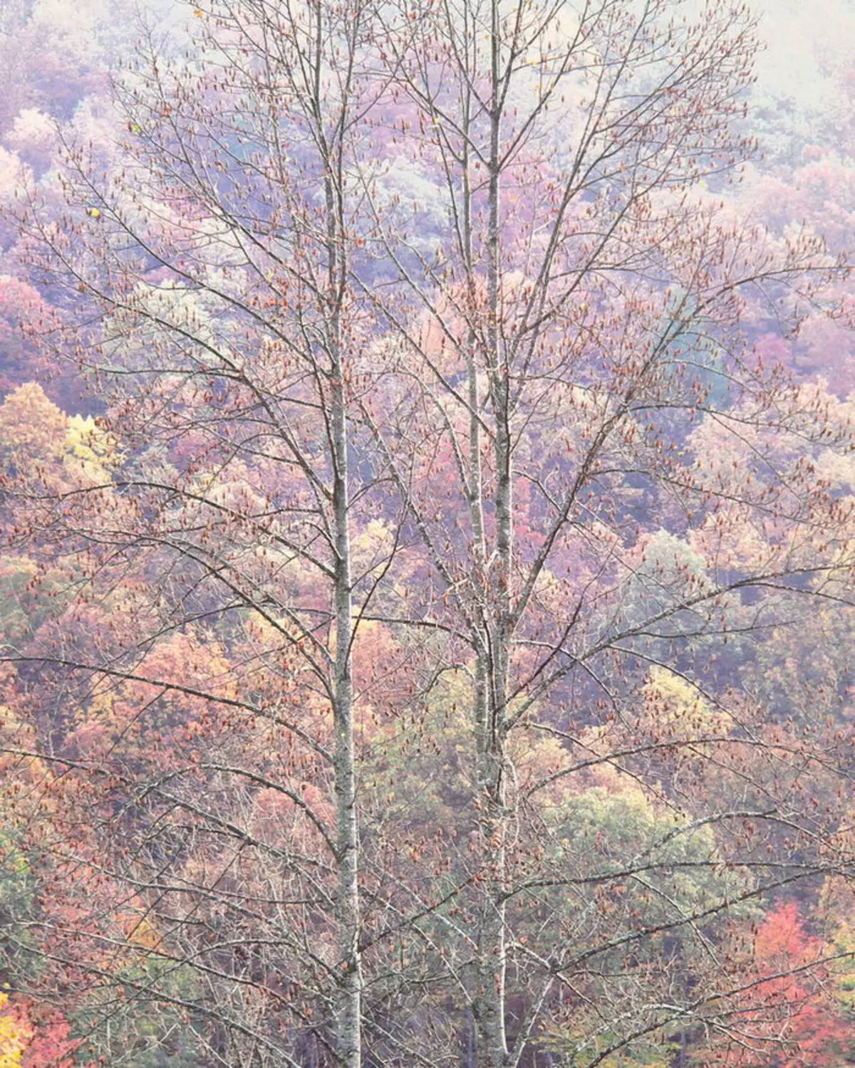 Bosques, llanuras, montañas y lagos ... Fotos de otoño de América Christopher Burkett (Christopher Burkett) 2929_10